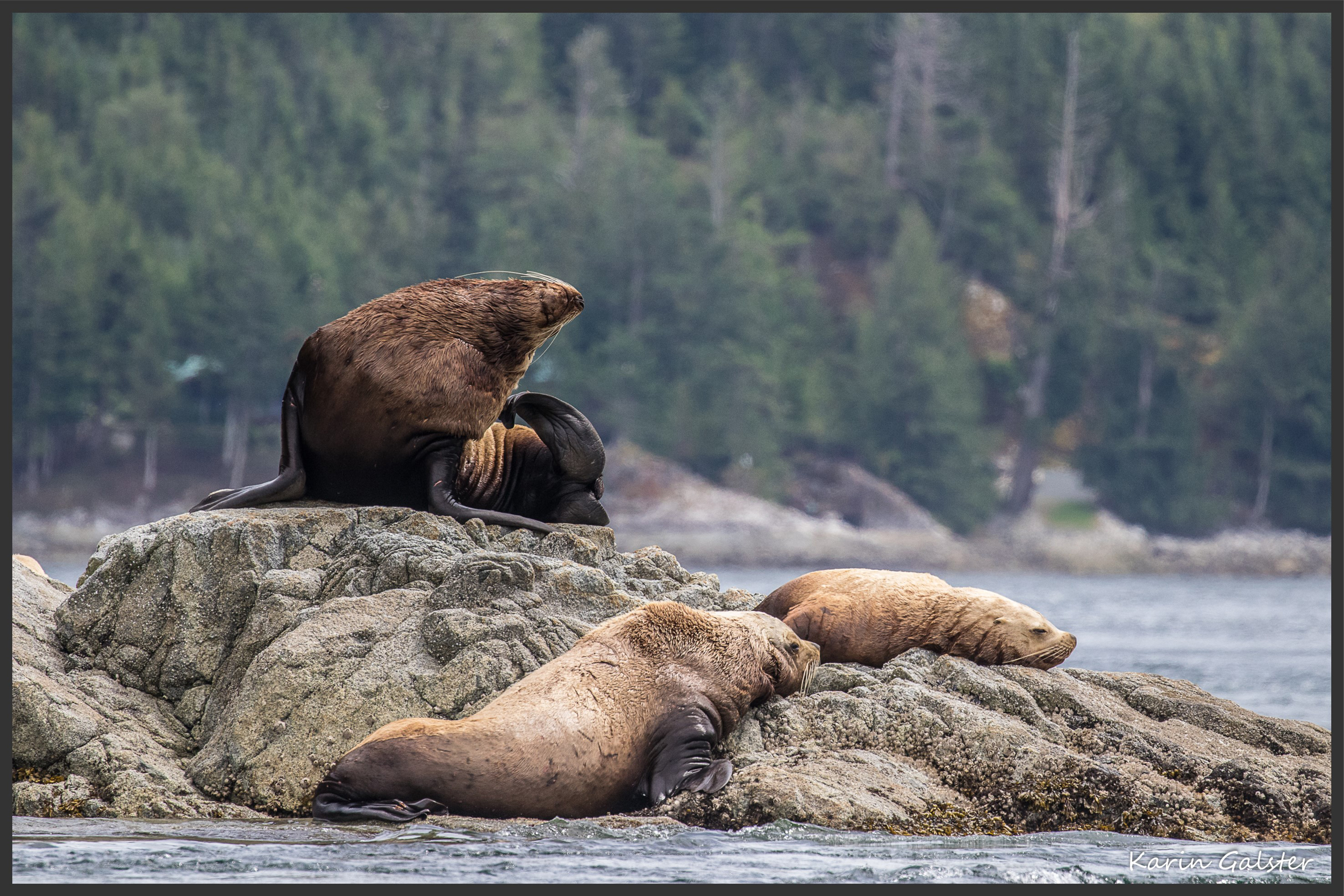 Canada Part 1 Vancouver Island My Wildlife Diaries In Pictures