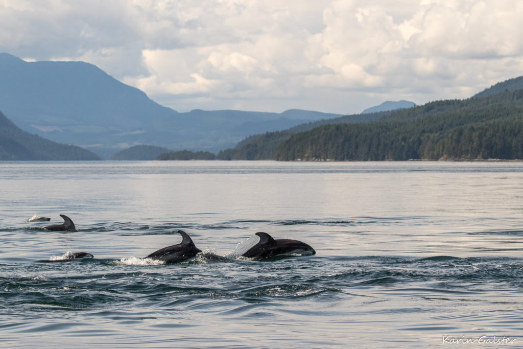 Canada Part 1 - Vancouver Island - My Wildlife Diaries in Pictures