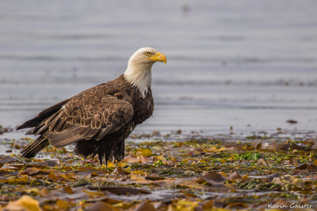 Bald Eagle - My Wildlife Diaries in Pictures