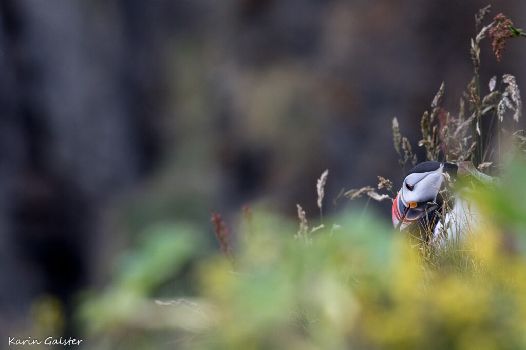 Icelandic Birds - My Wildlife Diaries in Pictures